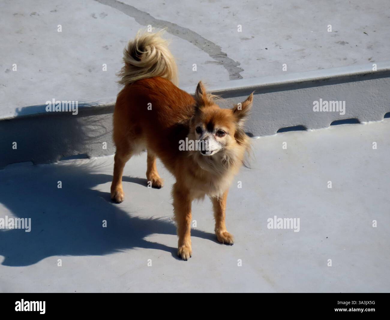 das ist sein Schiff - hier hat er das Bellen - damit das mal klar ist ...