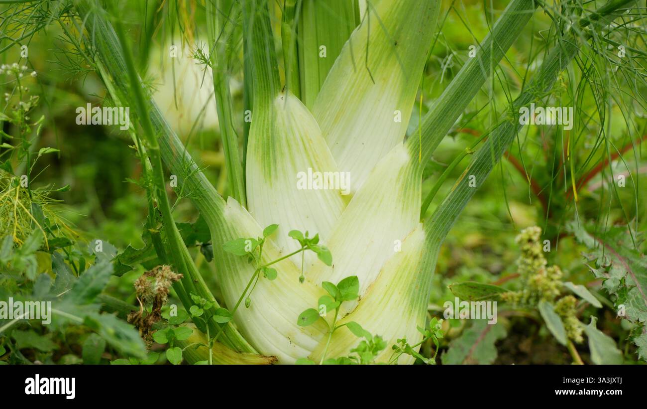 Fennel bio Foeniculum vulgare close-up bulb harvest stalks detail green ...