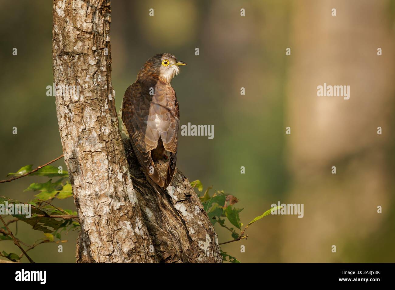 Common hawk-cuckoo Hierococcyx varius also Brainfever bird medium-sized ...