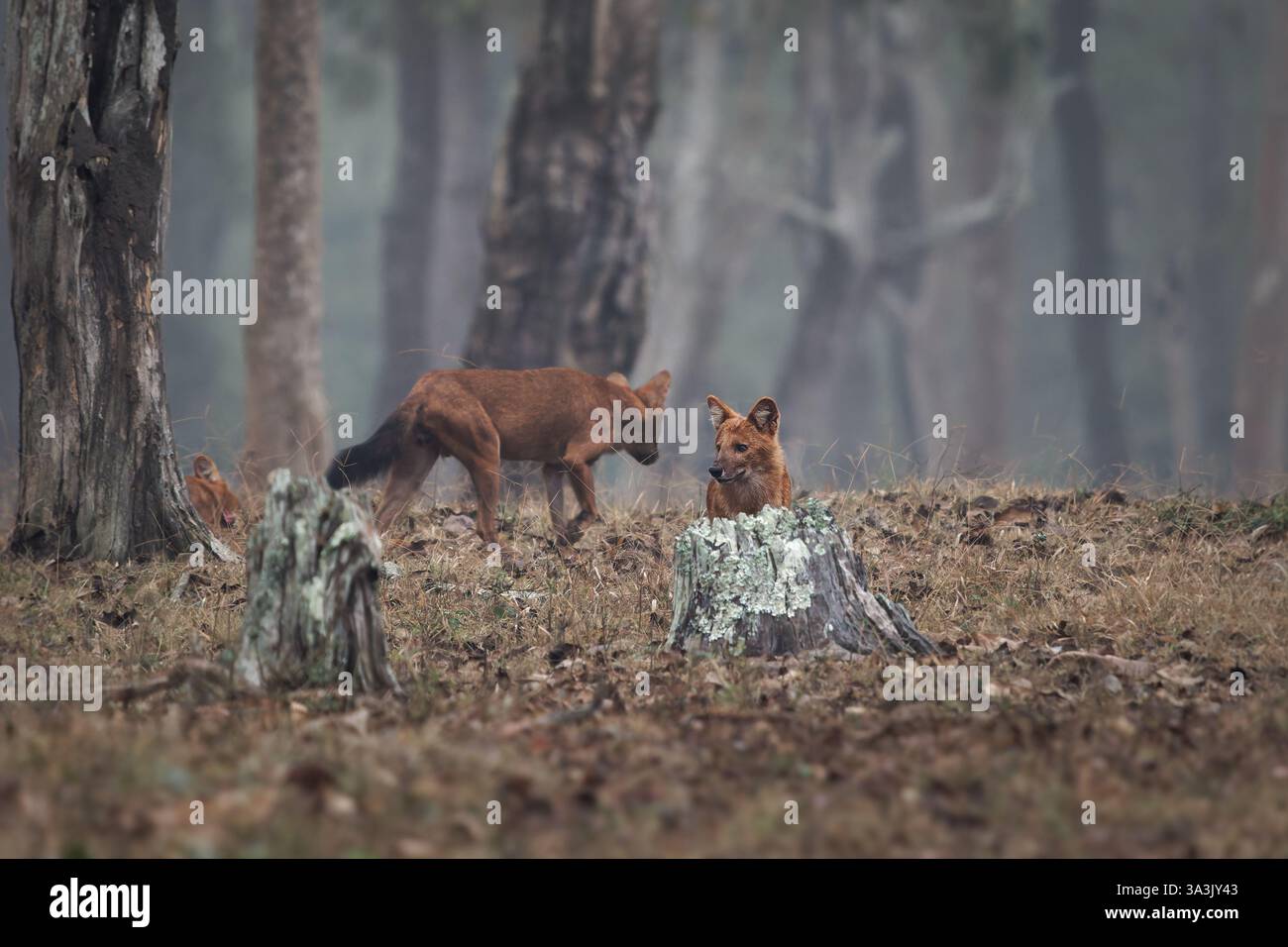 Dhole pack hunting hi-res stock photography and images - Alamy