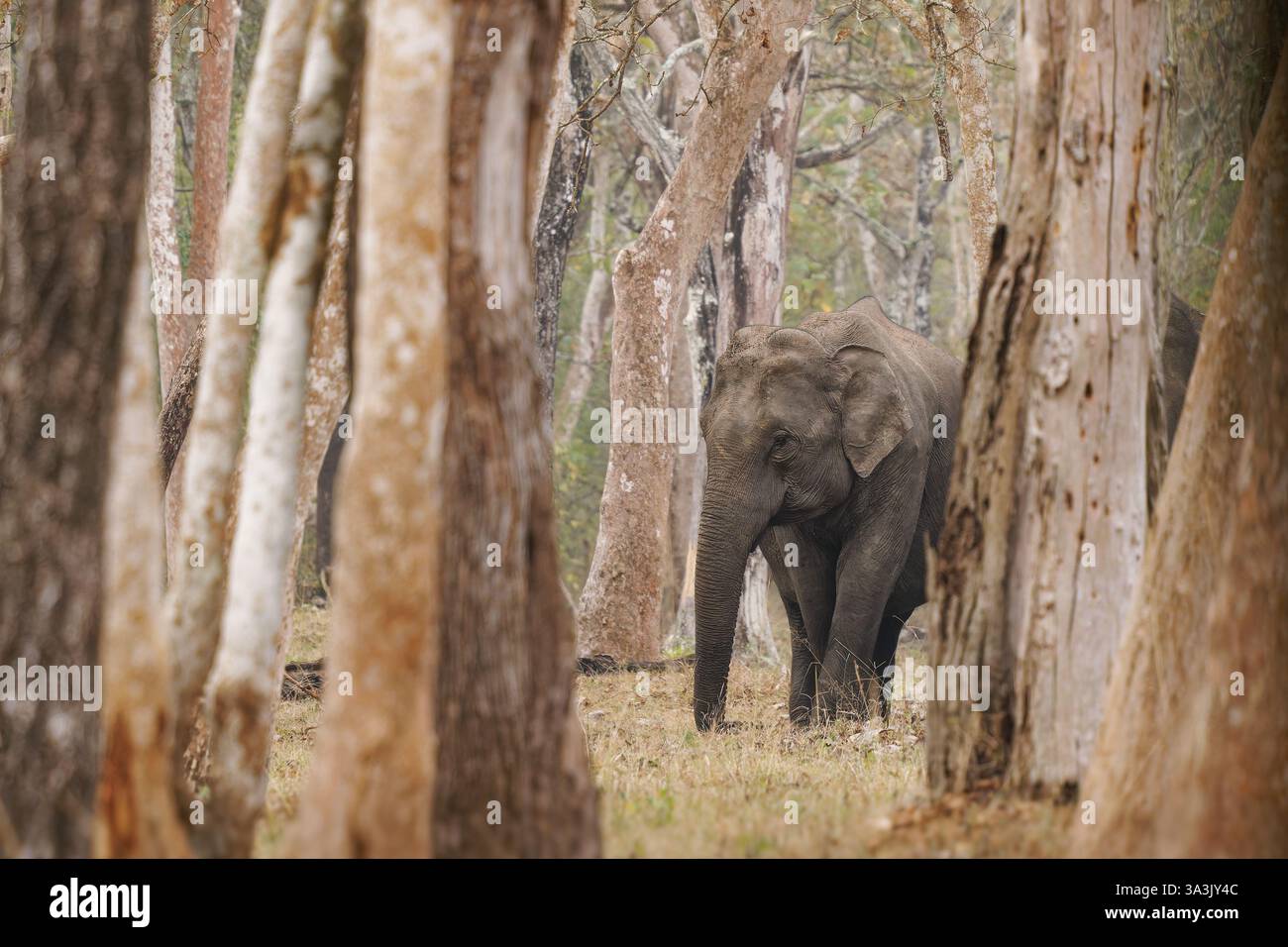 Asian Elephant - Elephas maximus in the indian forest, also called ...