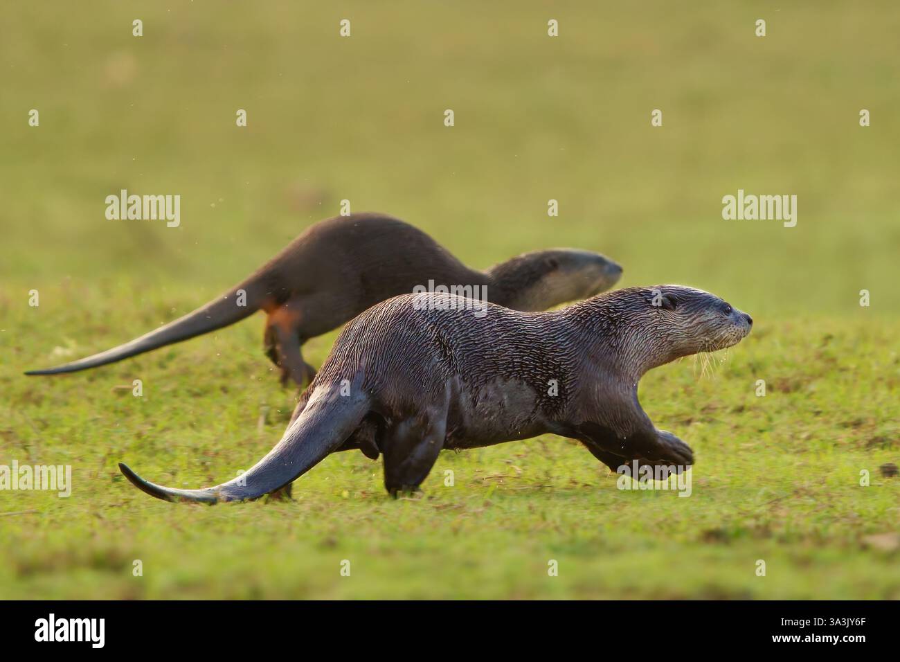 Smooth-coated otter Lutrogale perspicillata is freshwater otter from ...