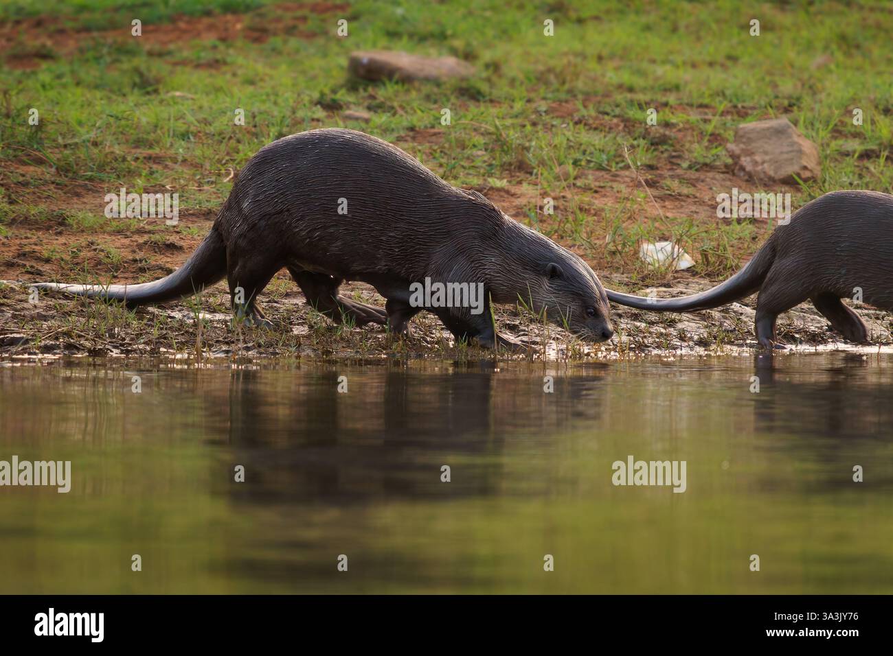 Smooth-coated otter Lutrogale perspicillata is freshwater otter from ...