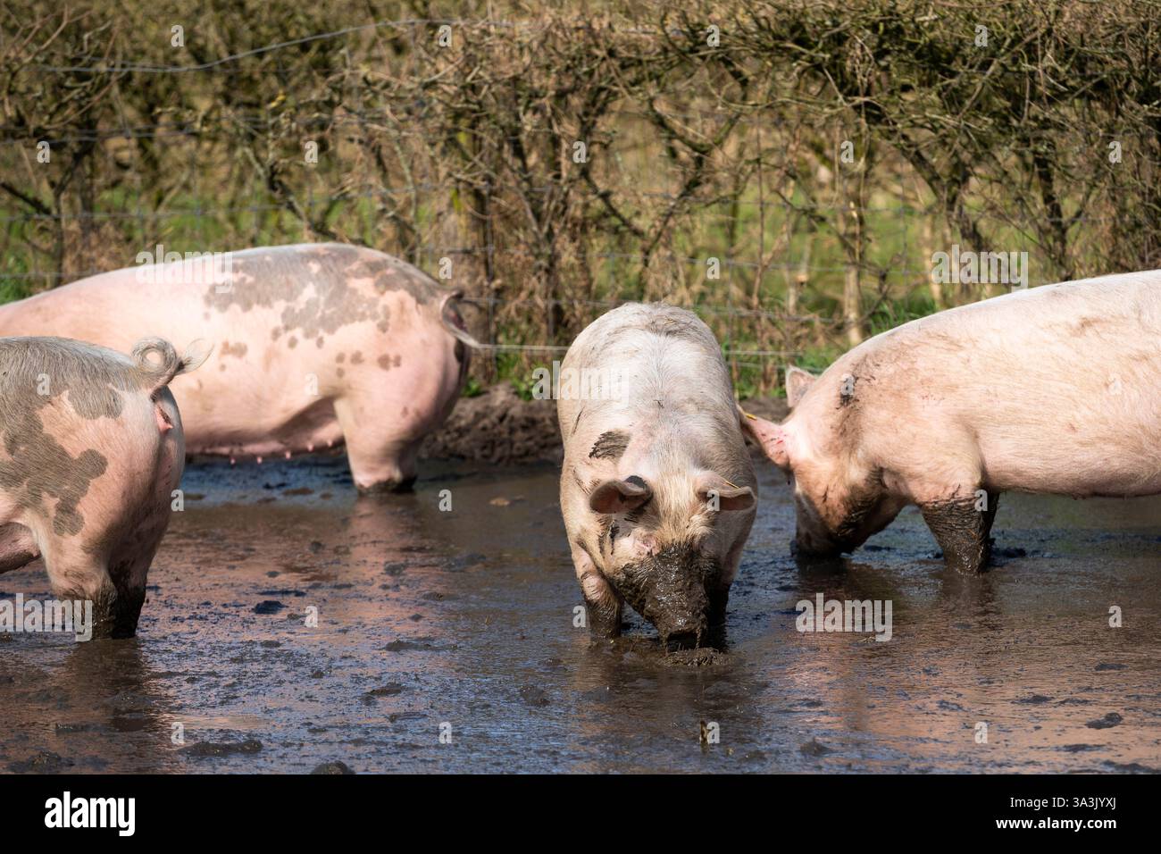 Free ranging pigs in the mud at an eco friendly farm in the Netherlands ...