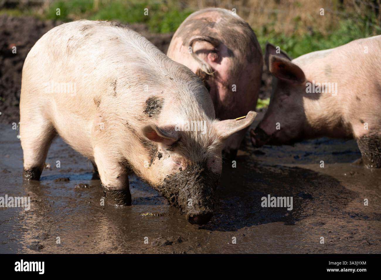 Free ranging pigs in the mud at an eco friendly farm in the Netherlands ...
