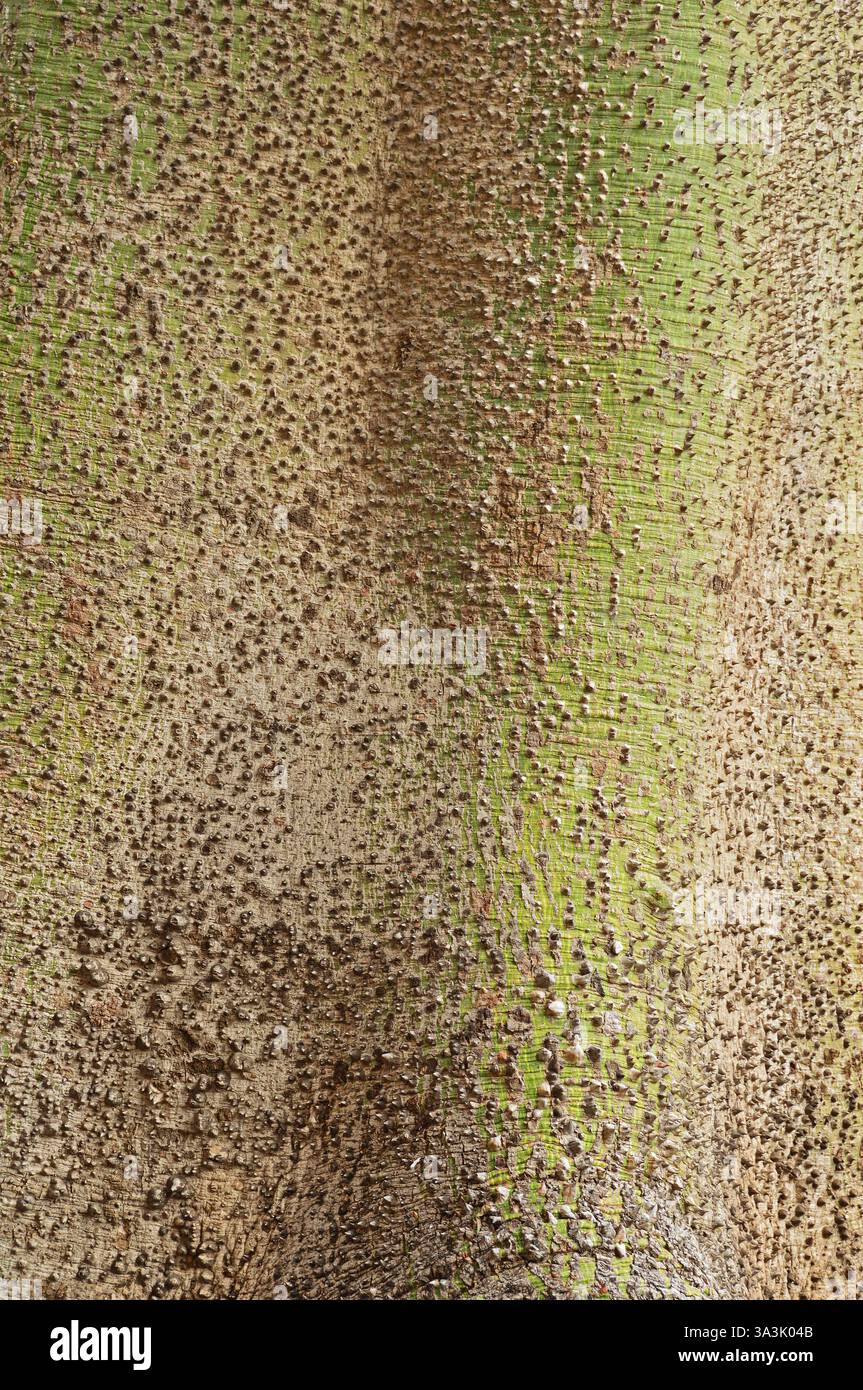 Bark of the ceiba tree Ceiba chodatii (Hassl.) Ravenna of the mallow ...