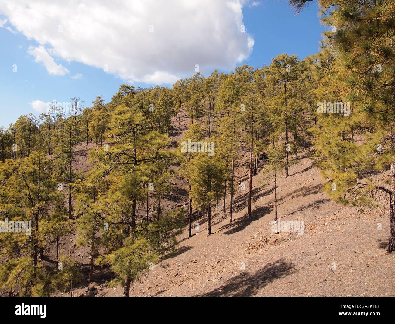 Reserva natural integral de Inagua (Tejeda, Gran Canaria, Kingdom of ...