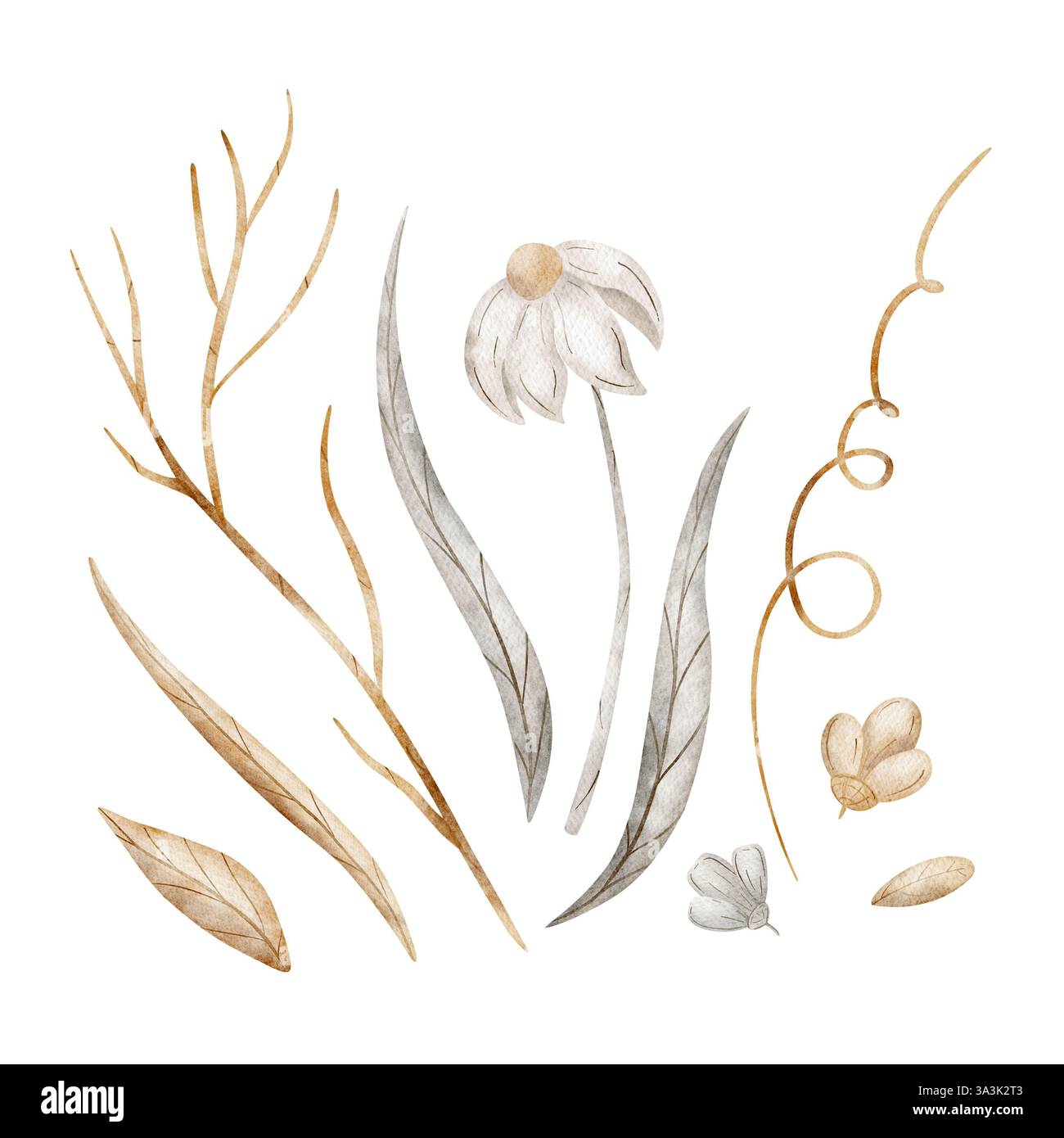 Dried flowers, wild herbs, meadow flowers chamomile leaves, branches ...