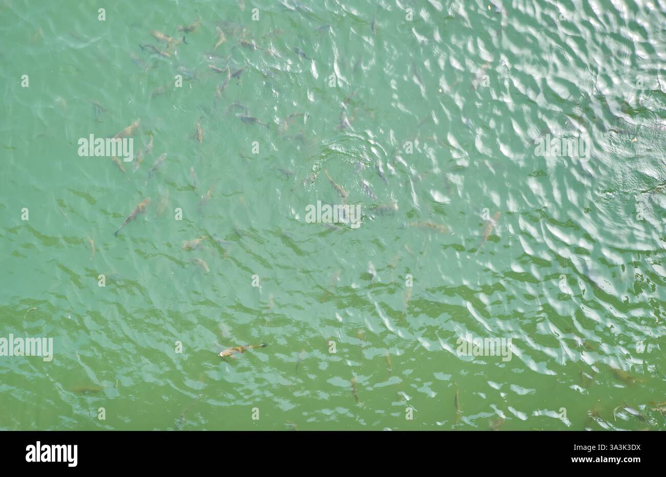 A school of fish swims in the cooling pond of the Chernobyl Nuclear ...