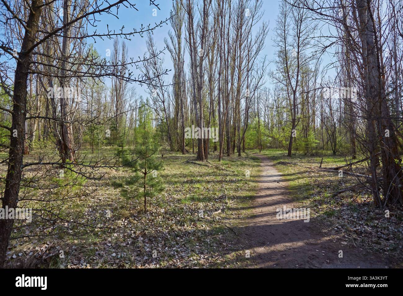 A peaceful forest path winds through the Chernobyl Exclusion Zone, a ...