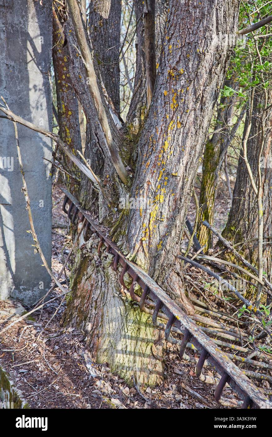 A tree grows through a rusty metal fence in the Chernobyl Exclusion ...