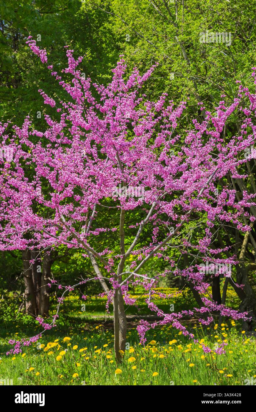 Cercis canadensis - Eastern Redbud tree with pink flower blossoms in spring, Montreal Botanical ...
