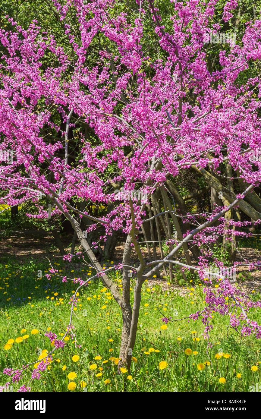 Cercis canadensis - Eastern Redbud tree with pink flower blossoms in spring, Montreal Botanical ...