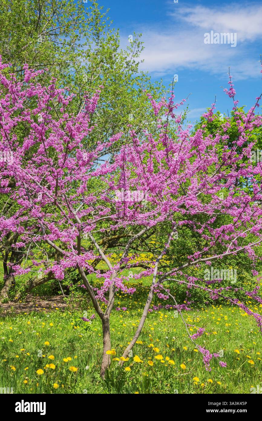 Cercis canadensis - Eastern Redbud tree with pink flower blossoms in ...
