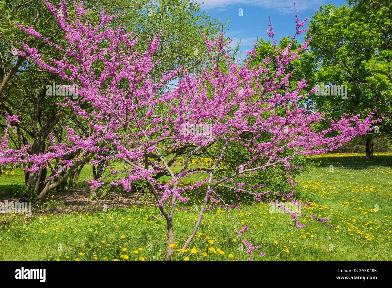 Cercis canadensis - Eastern Redbud tree with pink flower blossoms in spring, Montreal Botanical ...