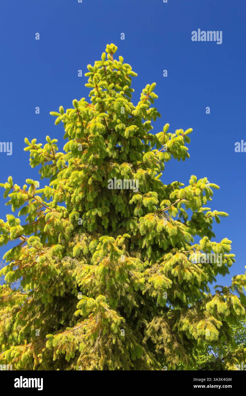 Picea abies - Norway Spruce with rust disease tree in spring, Quebec ...