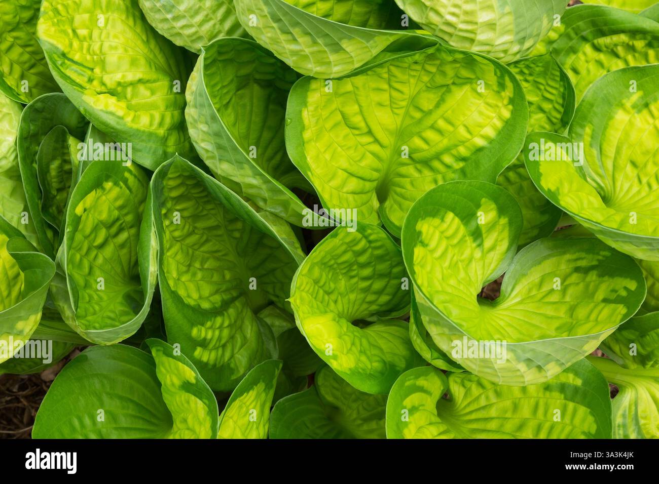 Close-up of Hosta 'Rainforest Sunrise' - Plaintain Lily growing ...