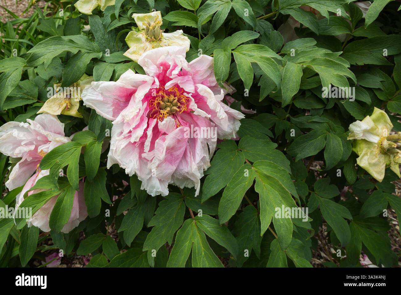 Hanakisoi hi-res stock photography and images - Alamy