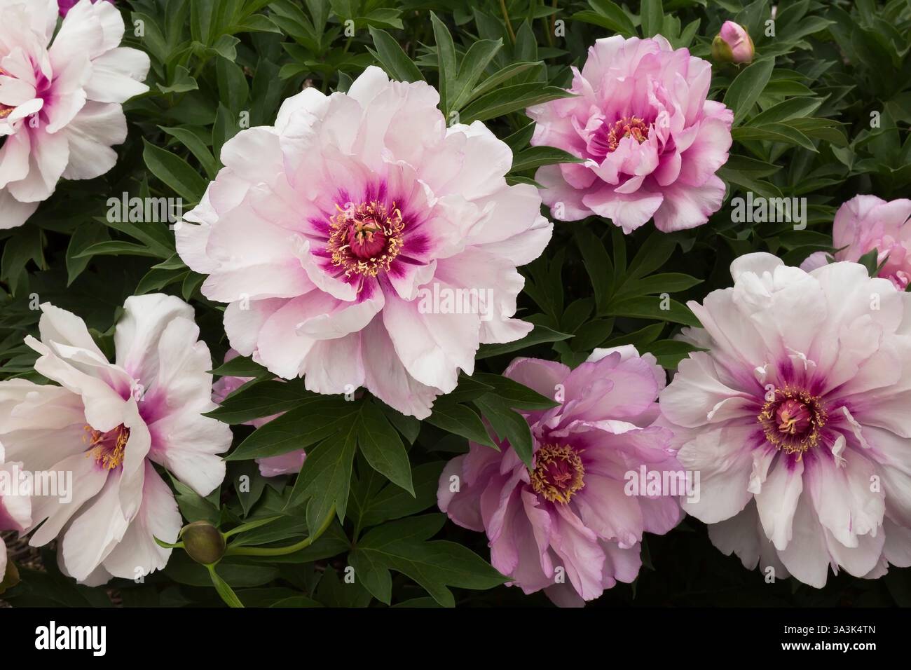 Close-up of Paeonia 'First Arrival' - Itoh Hybrid Peony shrub in spring ...