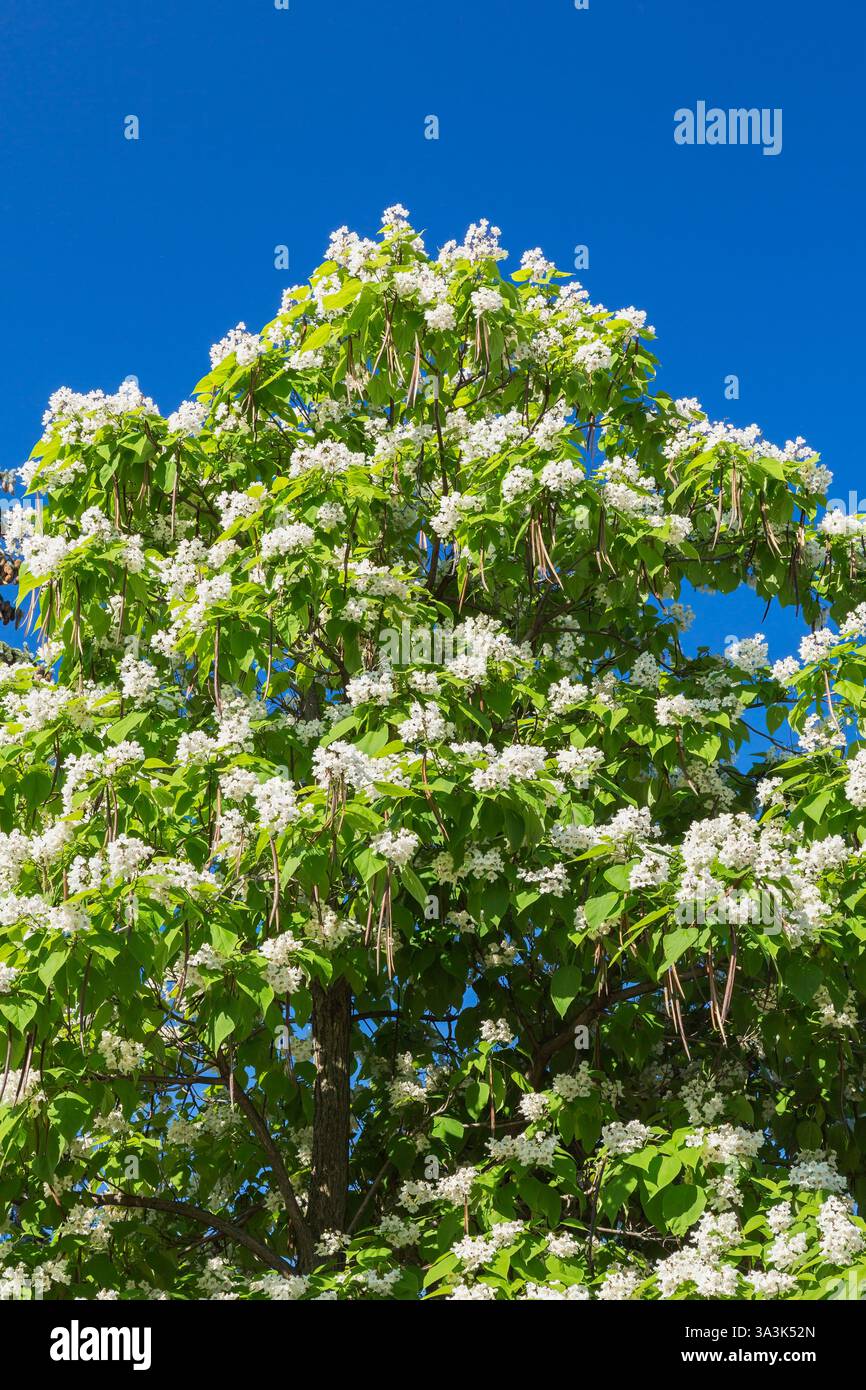 Catalpa speciosa - Northern Catalpa tree with white flower blossoms and ...