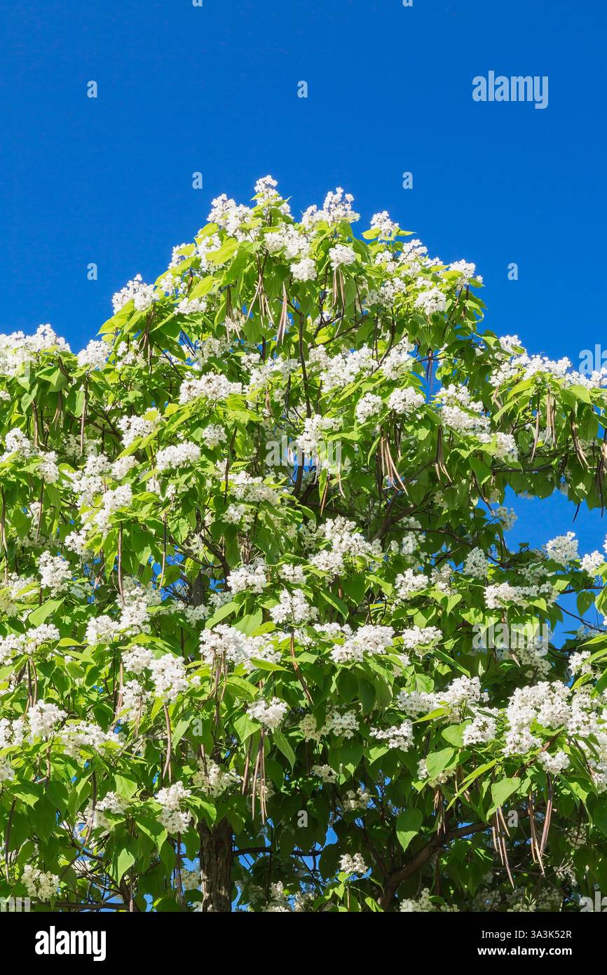 Catalpa speciosa - Northern Catalpa tree with white flower blossoms and ...