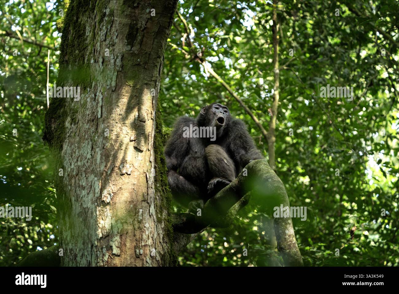 Chimpanzee in the forest. Chimp in the protected Kibale forest. Safari ...