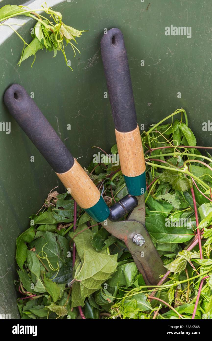 Garden shears in pile of trimmed deciduous tree leaves and Vitis ...