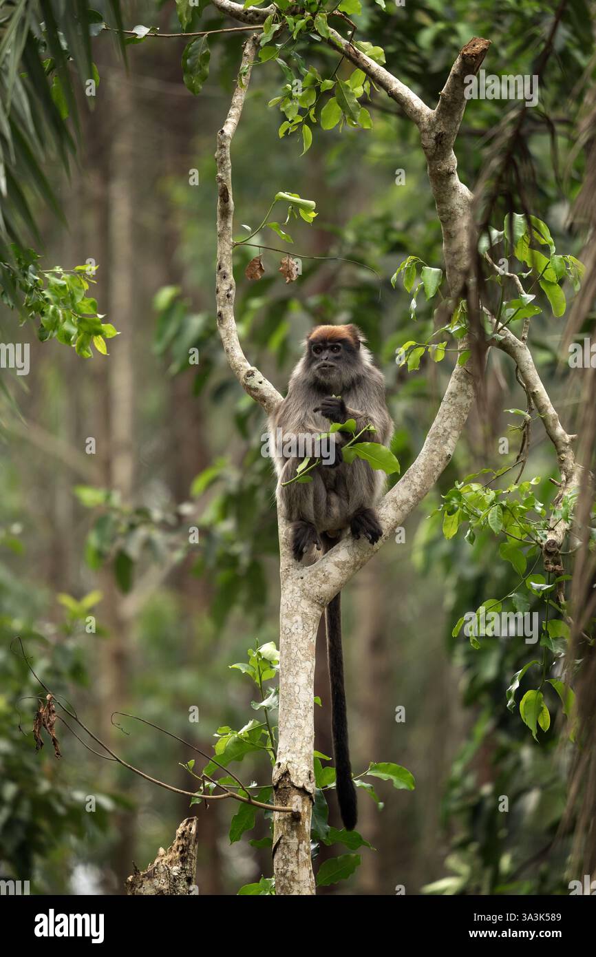Ugandan red colobus on the branch. Colobus in the forest. African ...