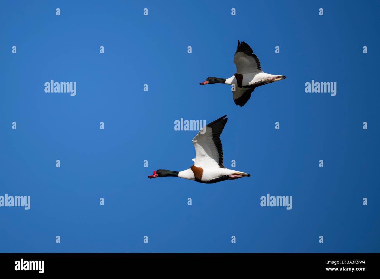 Common Male and female Shelducks in flight Stock Photo - Alamy