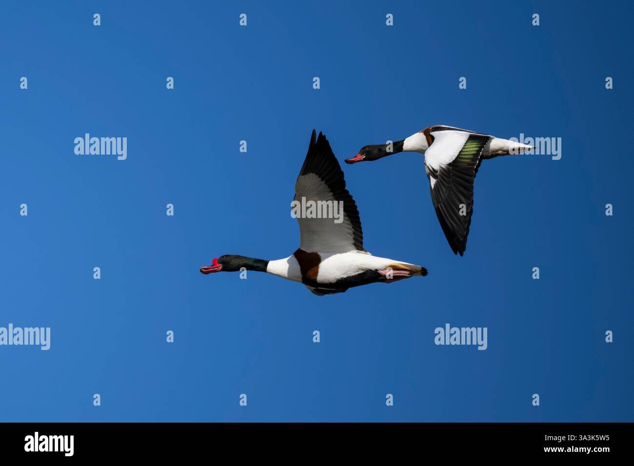 Common Male and female Shelducks in flight Stock Photo - Alamy