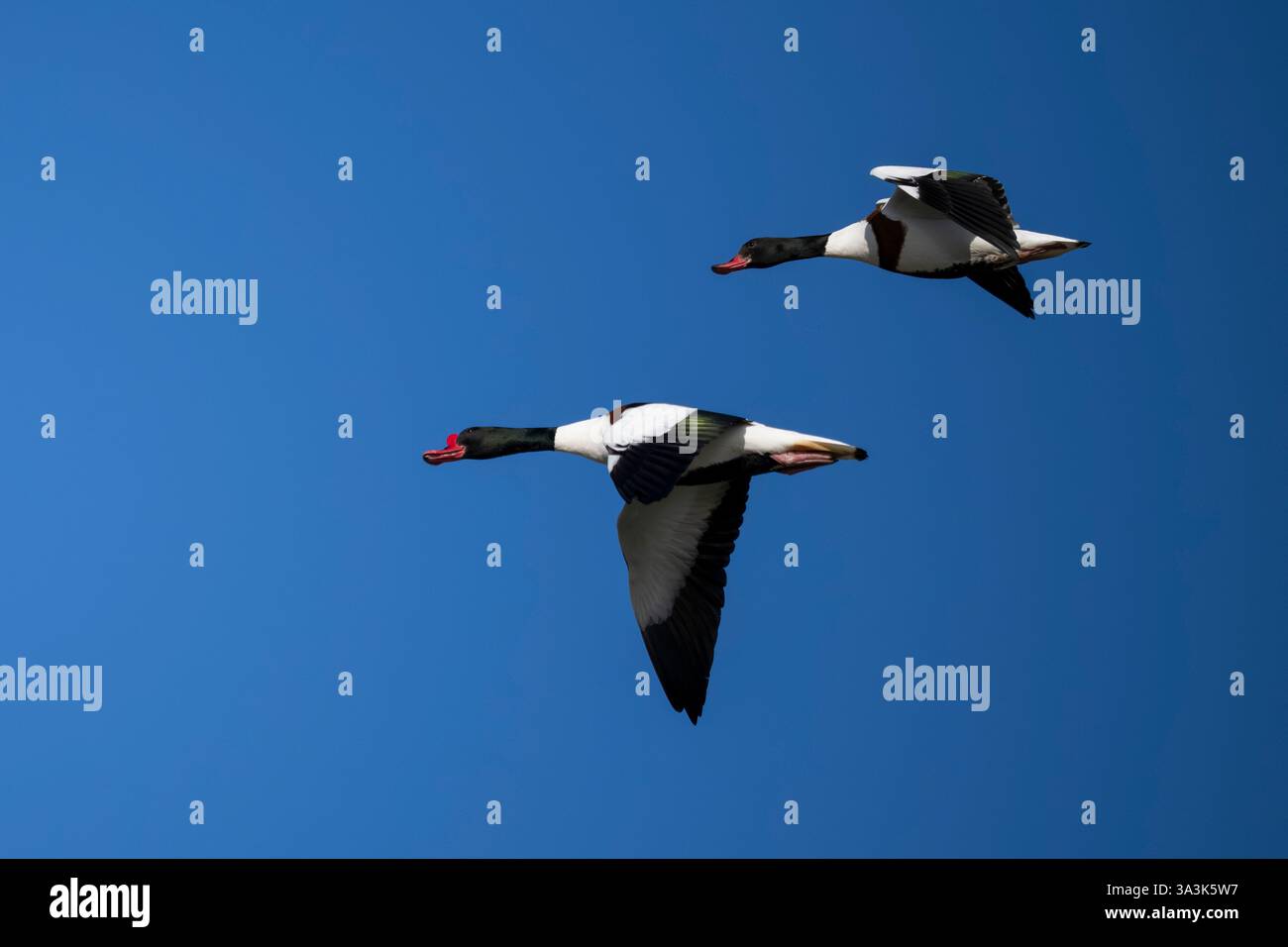 Male female common shelduck hi-res stock photography and images - Alamy
