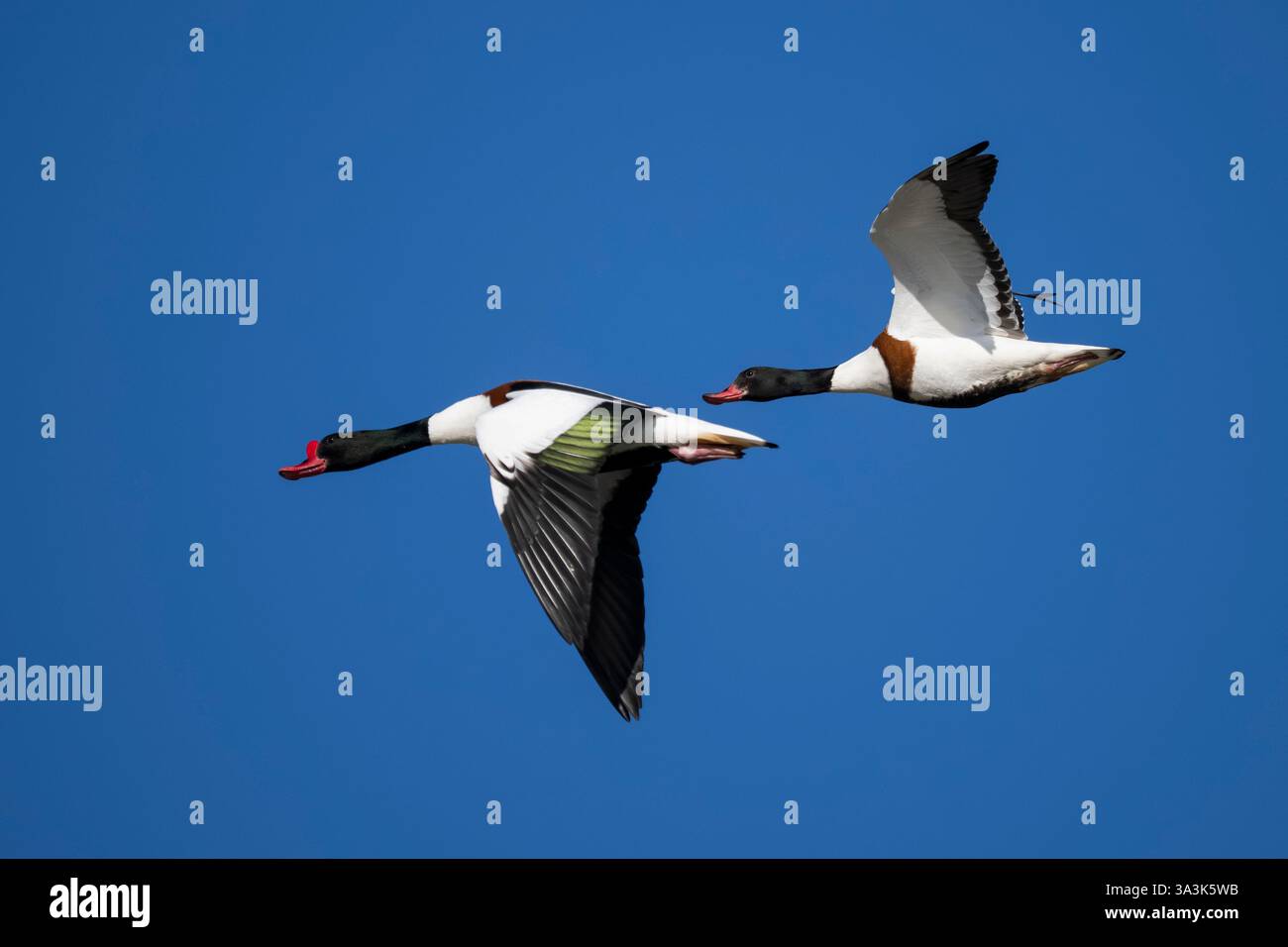 Common Male and female Shelducks in flight Stock Photo - Alamy