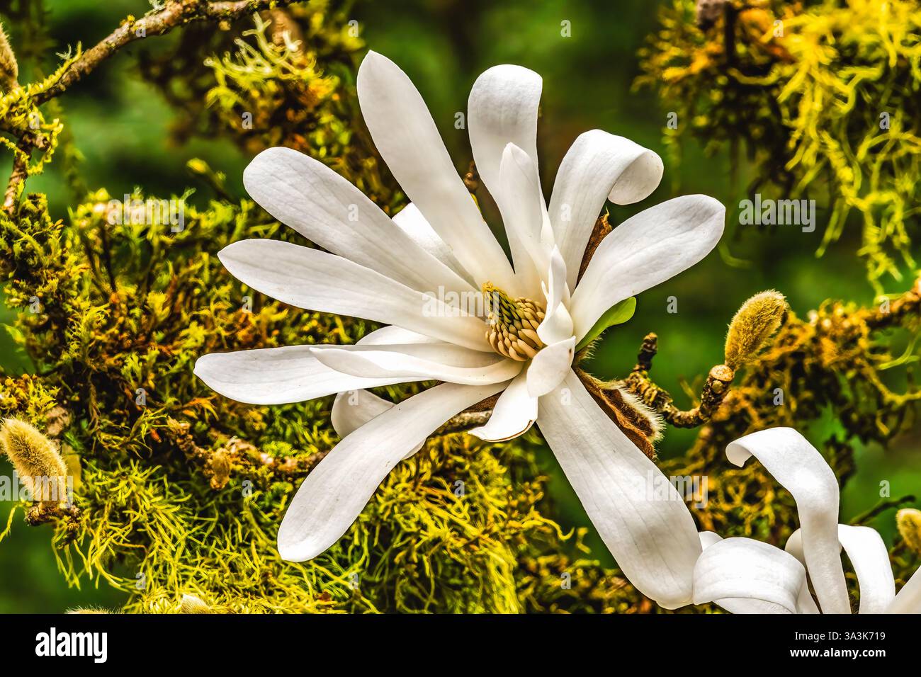 White Star Magnolia Magnolia stellata Blossom Flowering Tree Green Moss ...
