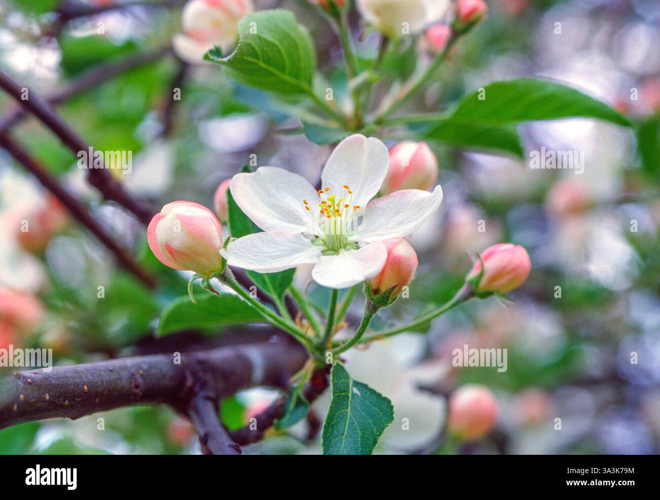 Lifecycle of an apple hi-res stock photography and images - Alamy