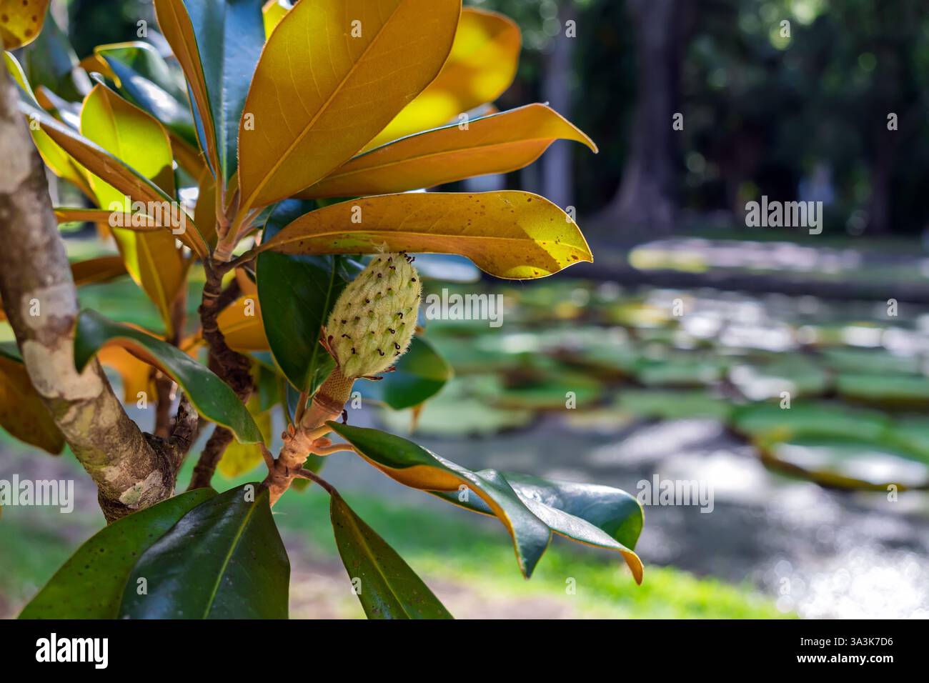 Southern magnolia seed pod and leaves in garden setting.Green and gold ...