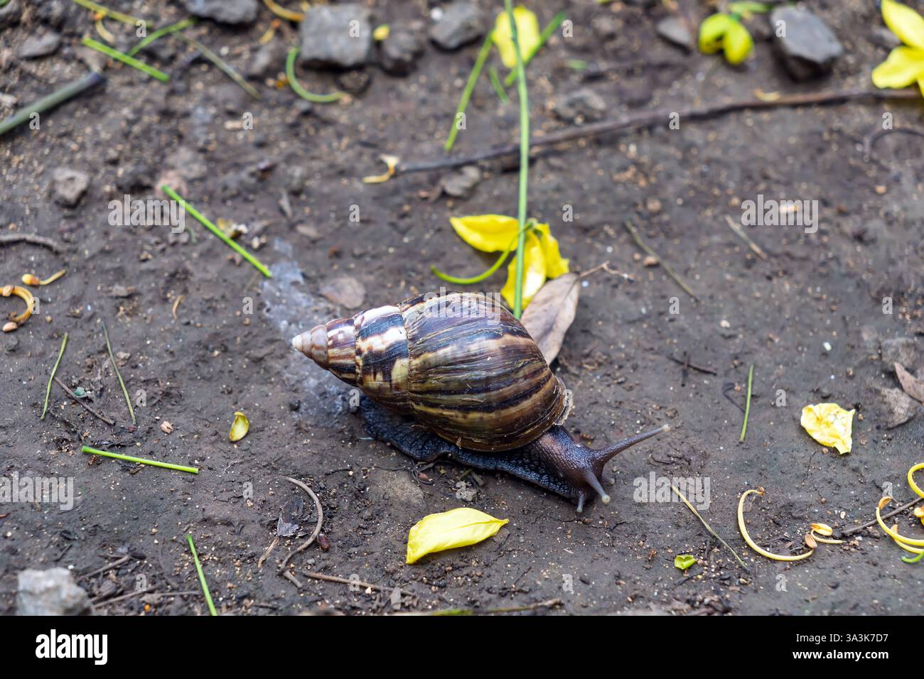 Giant african land snail crawling on wet soil.Large garden snail after ...