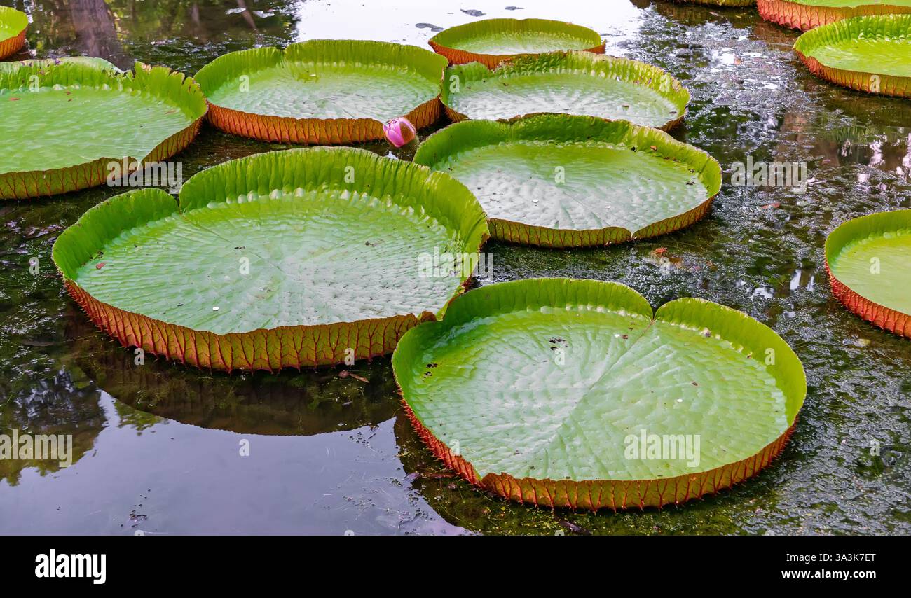 .Amazon victoria water lily collection in botanical paradise. Blooming ...