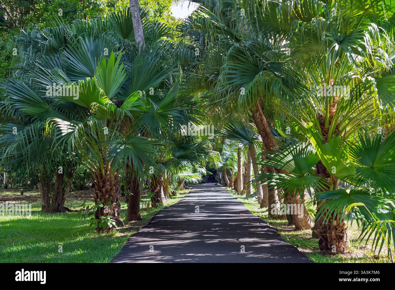 Tropical palm tree pathway. Beautiful botanical garden with swaying ...