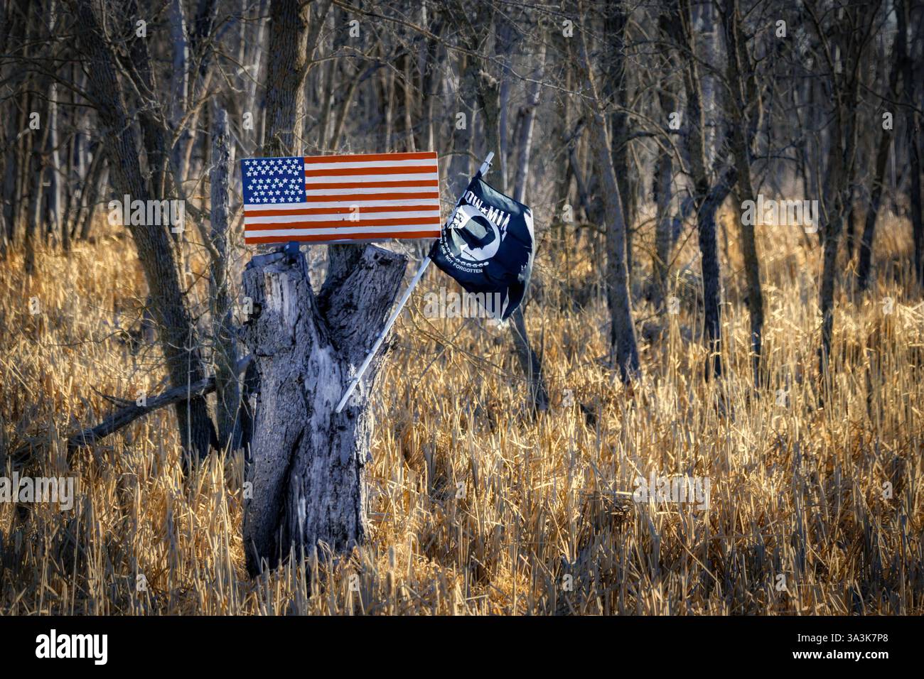 An American flag and POW-MIA stands attached to a tree stump in a ...