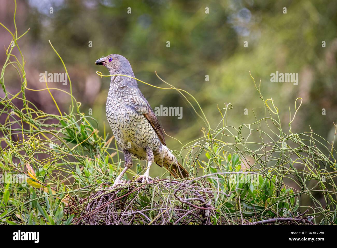 Female Satin Bowerbird sitting on twigs in Cape Otway National Park ...