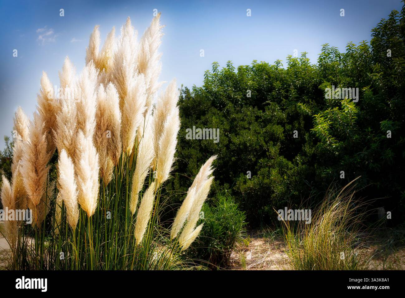 Summer plants on the beach near Sandbridge in Virginia Beach, Virginia ...