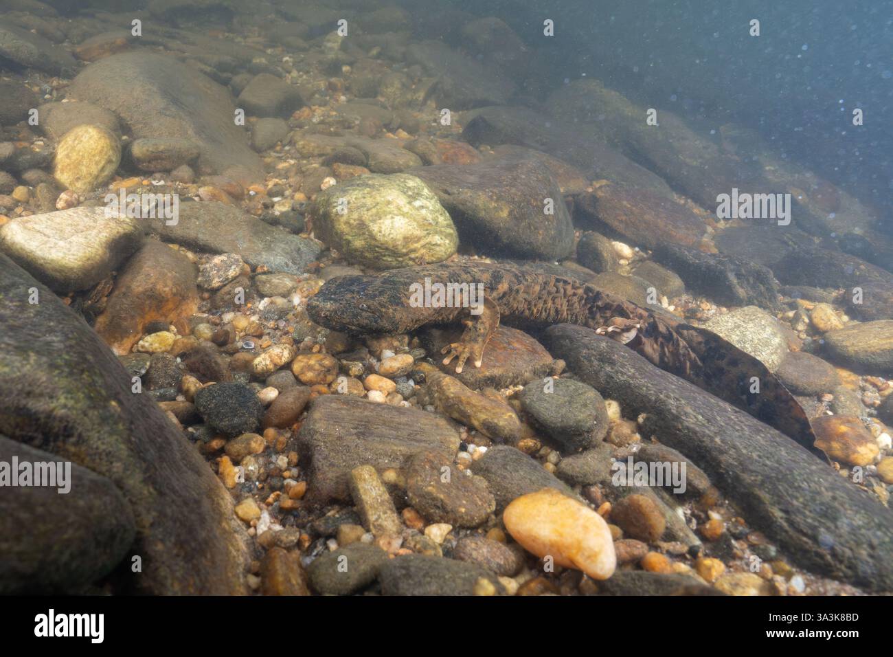 Eastern hellbender in rocky riverbed Stock Photo - Alamy