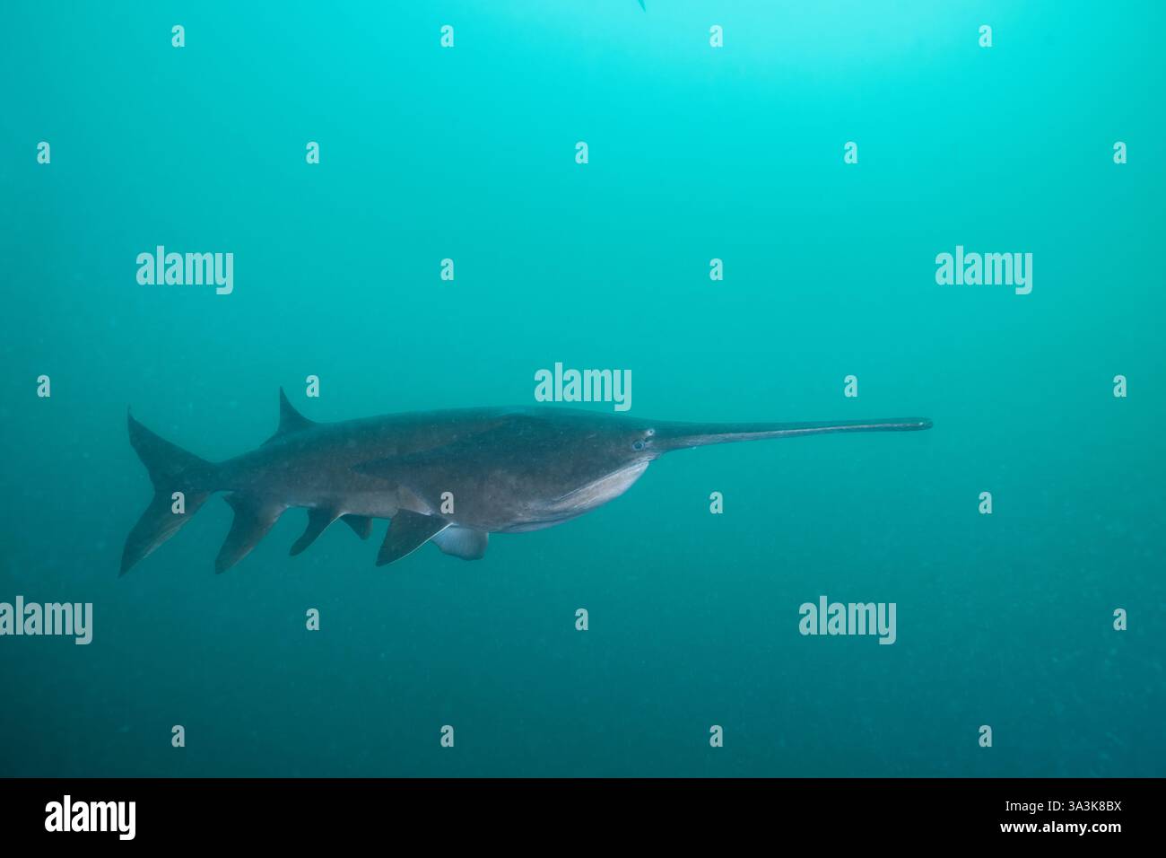 American paddlefish swimming in clear blue lake Stock Photo - Alamy