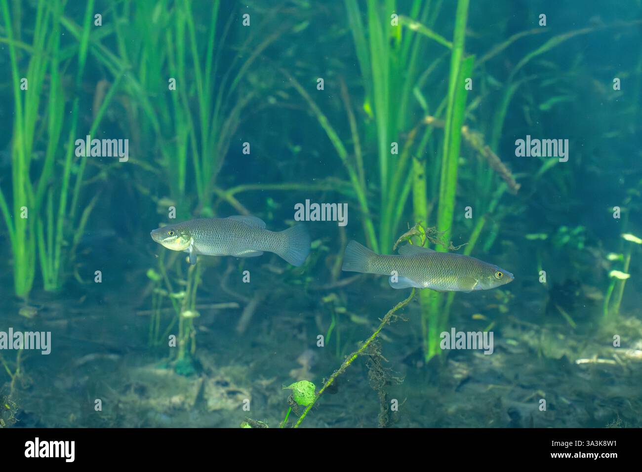 Two seminole killifish in spring in Florida Stock Photo - Alamy