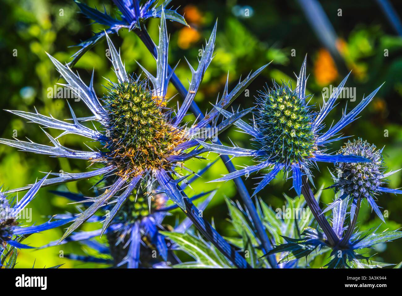 Colorful Blue Green Sea Holly Eryngium maritimum Flowers Bellevue ...