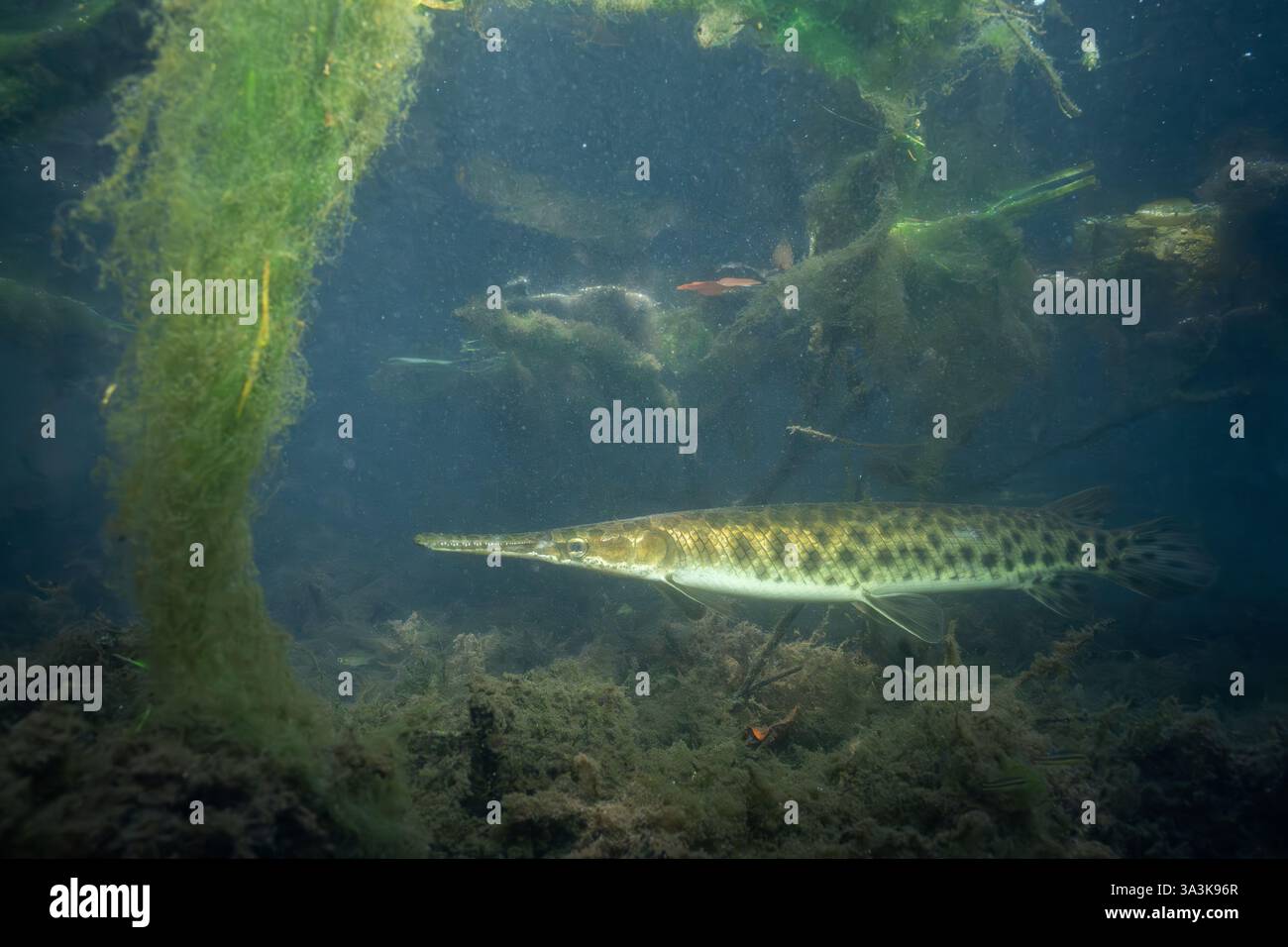 Florida gar swimming in hidden and dark wetland Stock Photo - Alamy