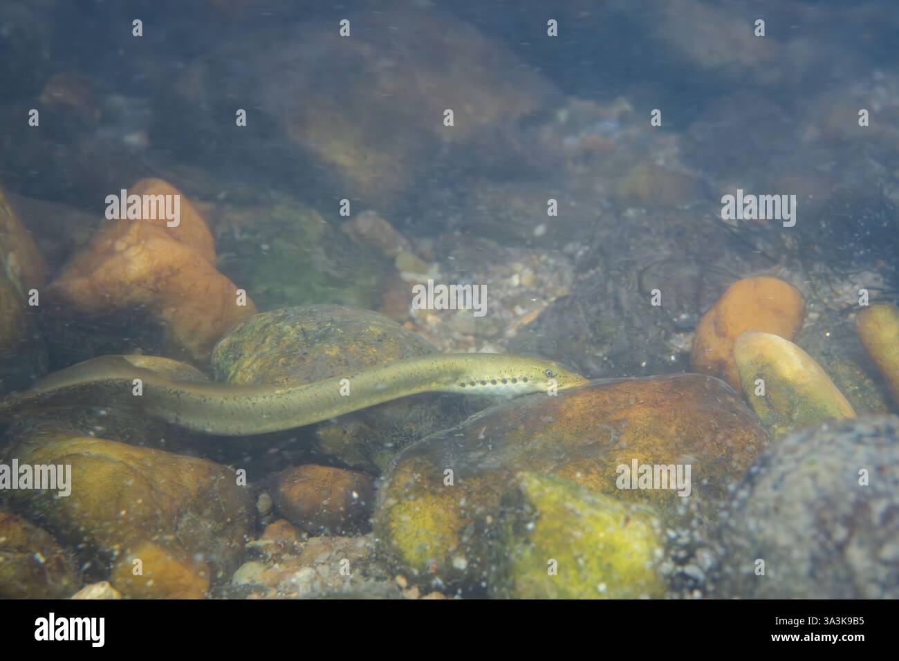 Ichthyomyzon greeleyi hi-res stock photography and images - Alamy