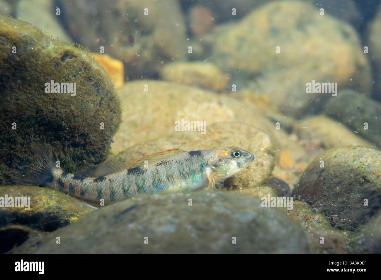 Female candy darter in riverbed Stock Photo - Alamy