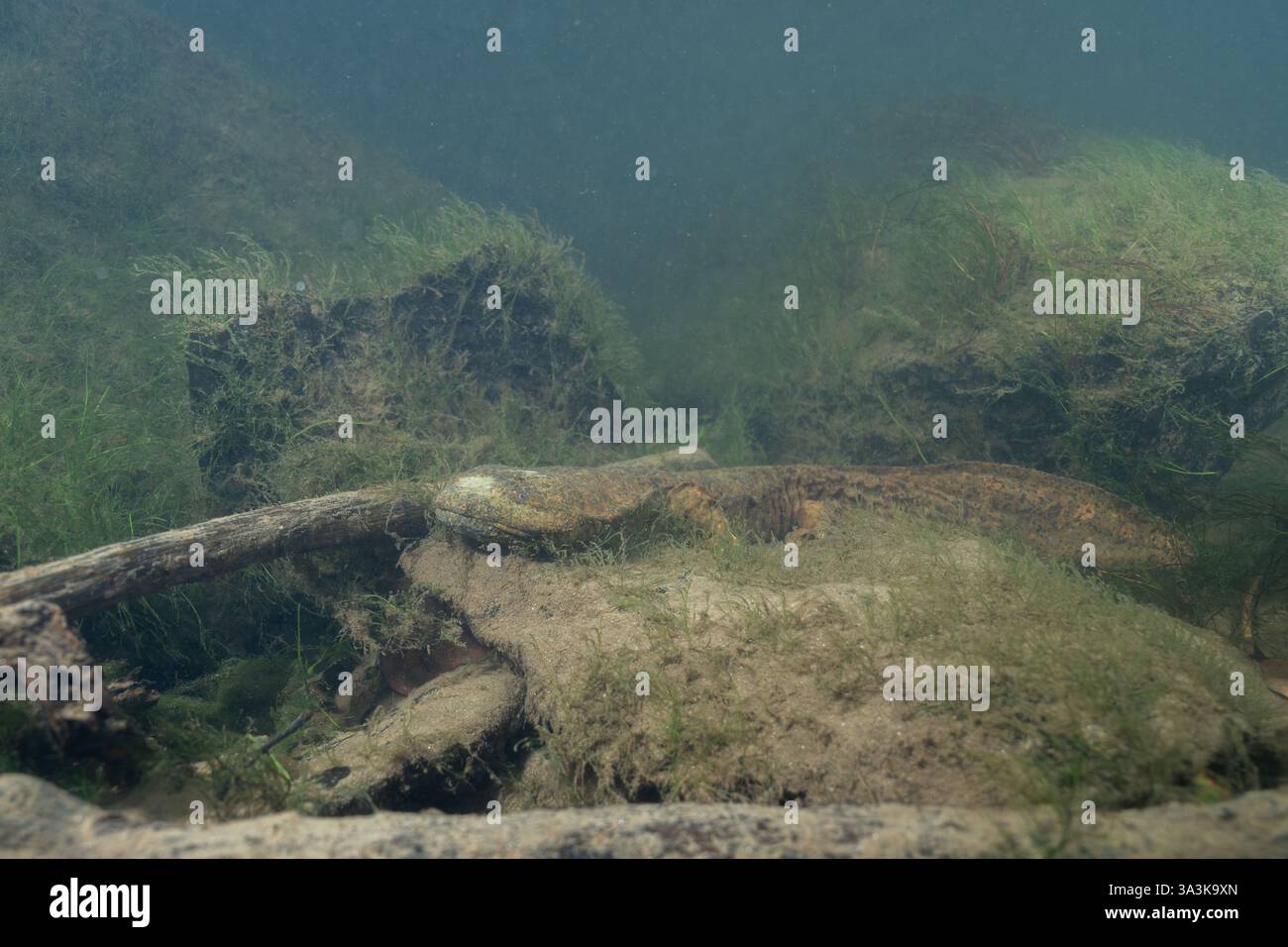 Eastern hellbender on mossy riverbed Stock Photo - Alamy
