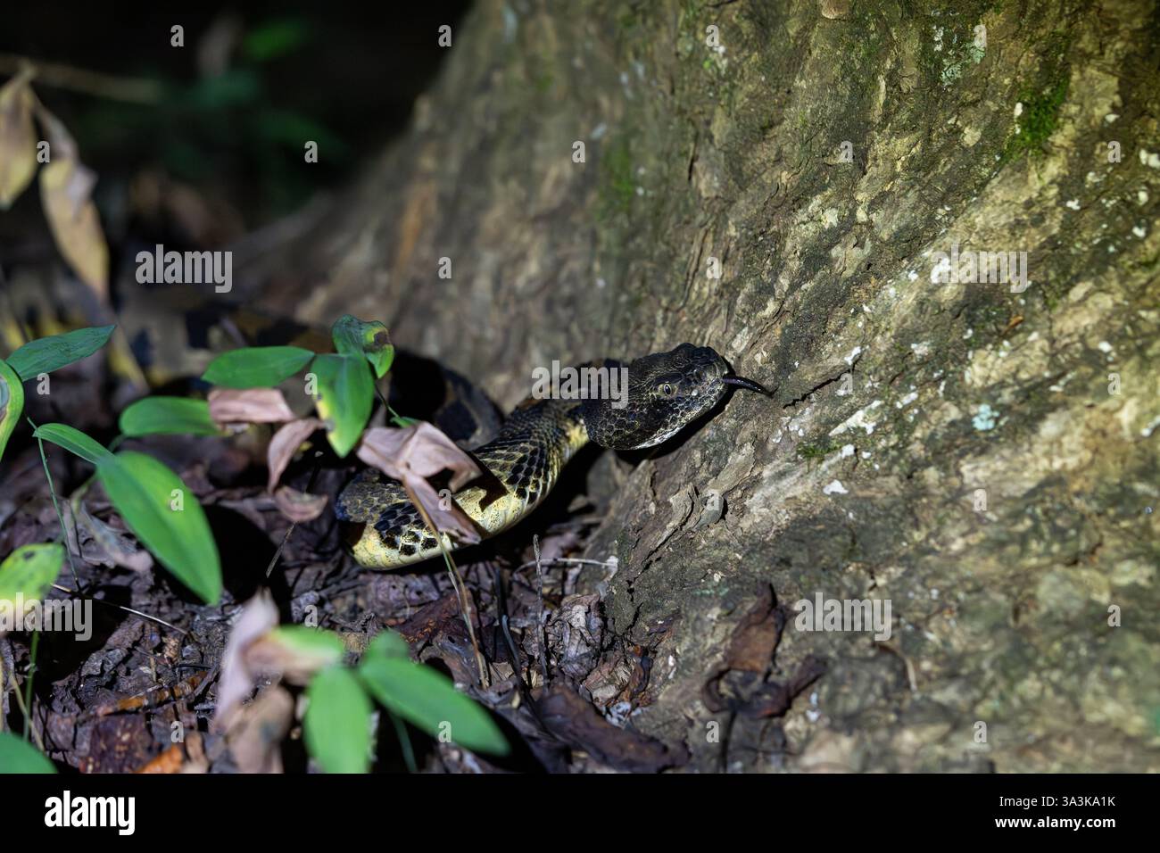 Moving through forest hi-res stock photography and images - Alamy